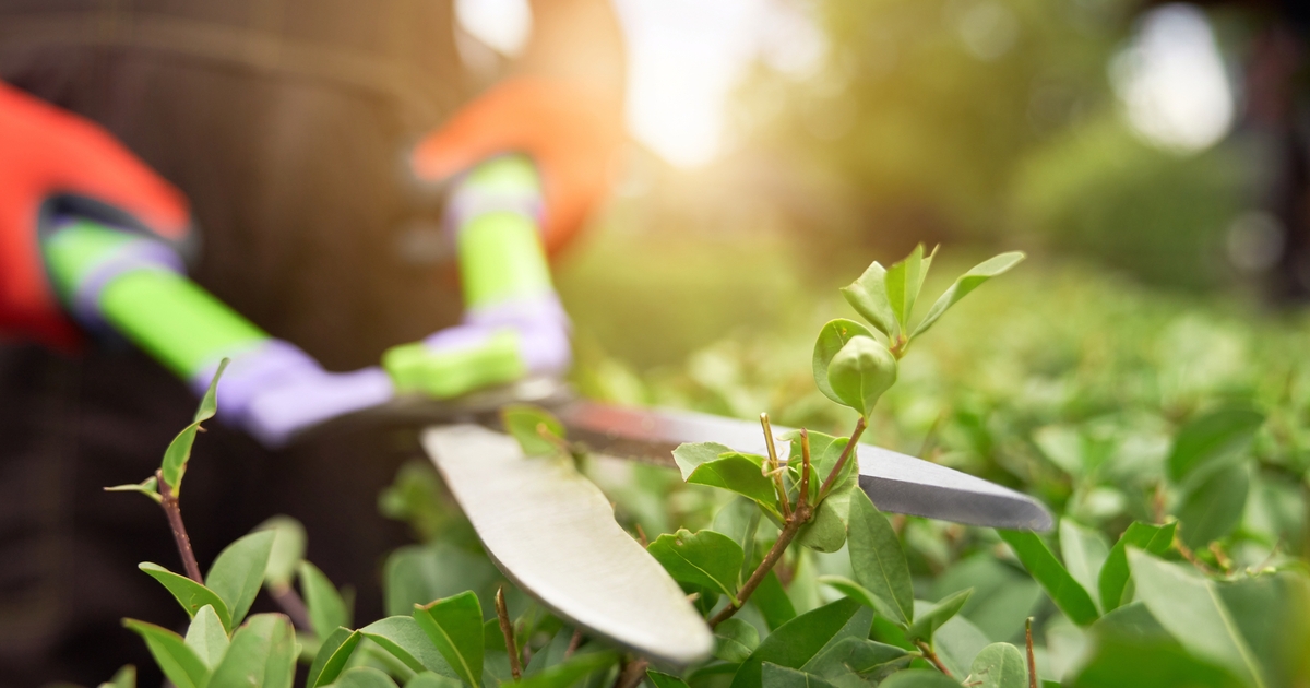 God's Pruning: Uncomfortable, Necessary and Beautiful! - KCBI