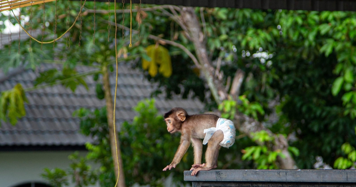 Diaper-Wearing Monkey Loose In A Plano Store - KCBI