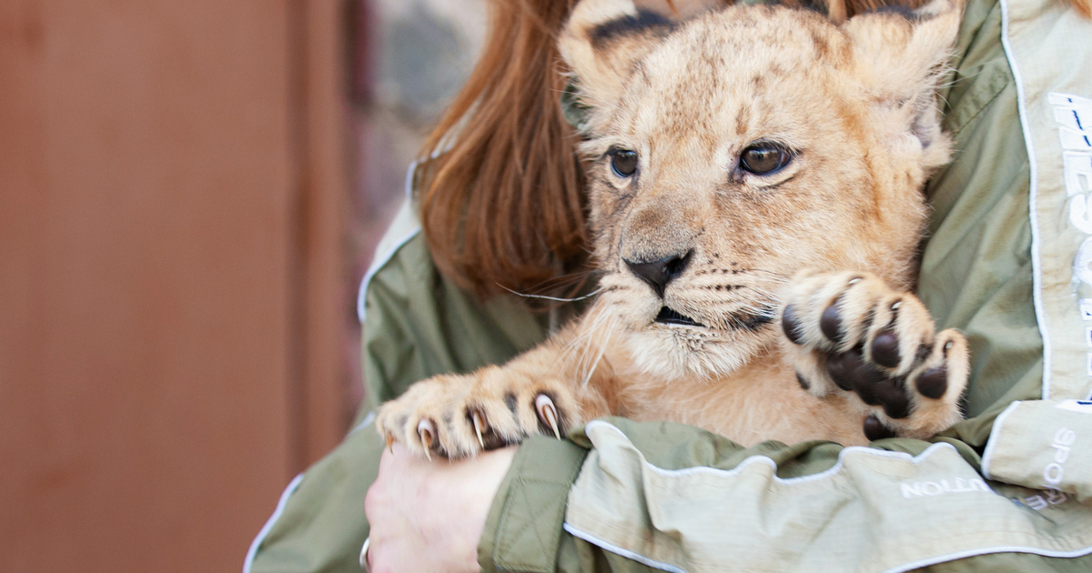 Caryn Tried To Steal A Cub From The Zoo - KCBI