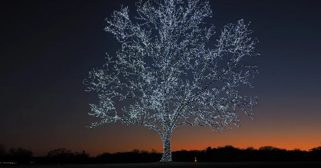 150-Year-Old Pecan Tree in Bartonville Covered in 65,000 LED lights - KCBI