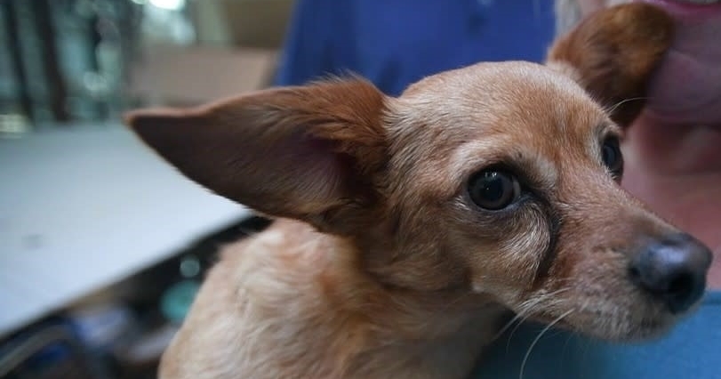 Everything was lost in this Fort Worth fire, except Ruby the dog and ...