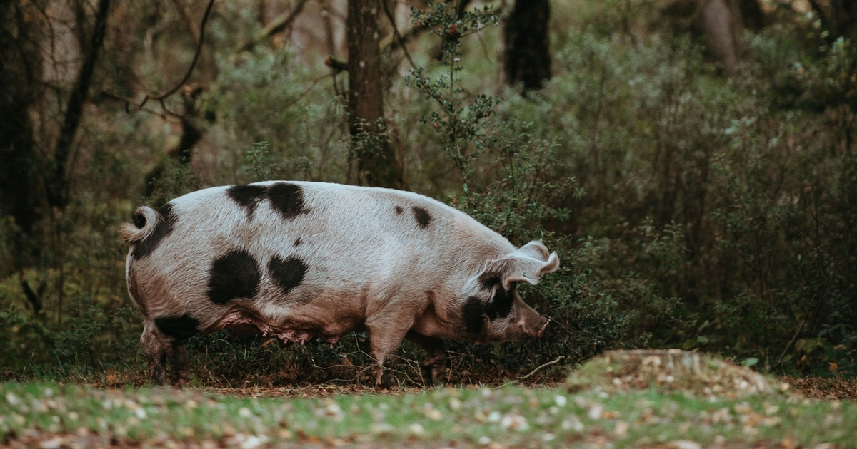 Bringing Home Kevin Bacon - KCBI