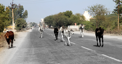 Mooove over Fort Worth, there's a new "Cow Town?" - KCBI