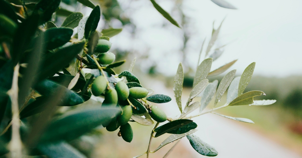 Extending The Olive Branch - KCBI