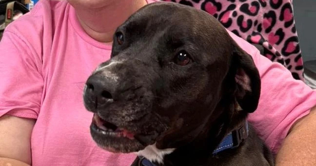 A Shelter Dog Becomes A Hero At An Adoption Event - KCBI