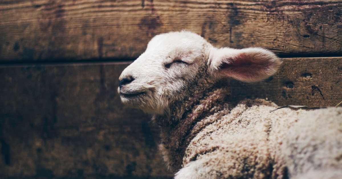 The Blood Of The Lamb - KCBI